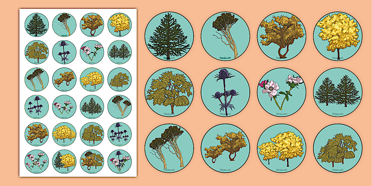 Stickers: flora de Argentina (teacher made) - Twinkl