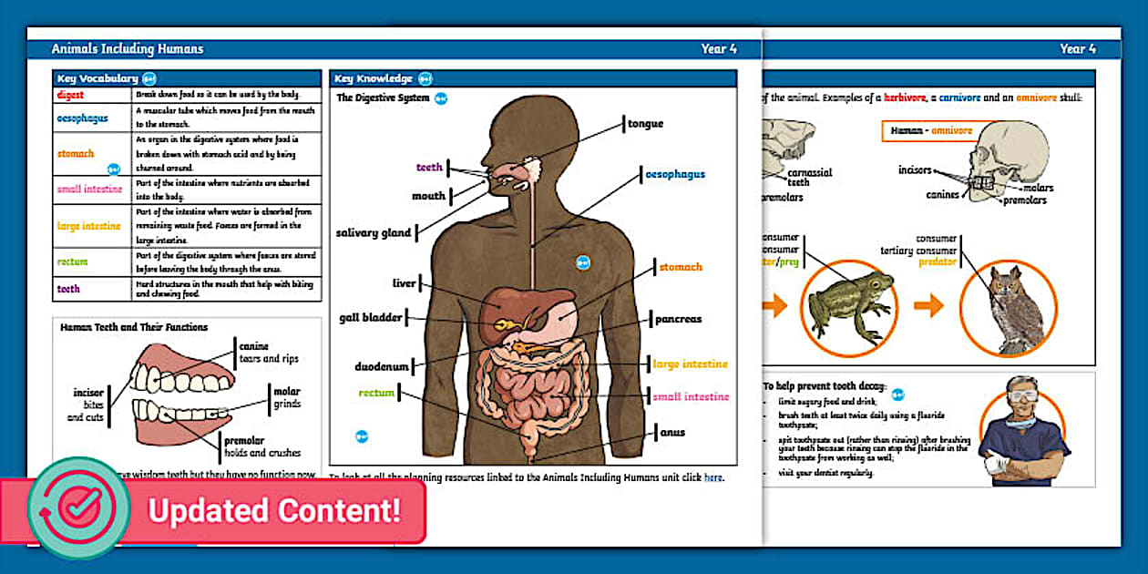 Animals Including Humans Y4 Interactive Knowledge Organiser