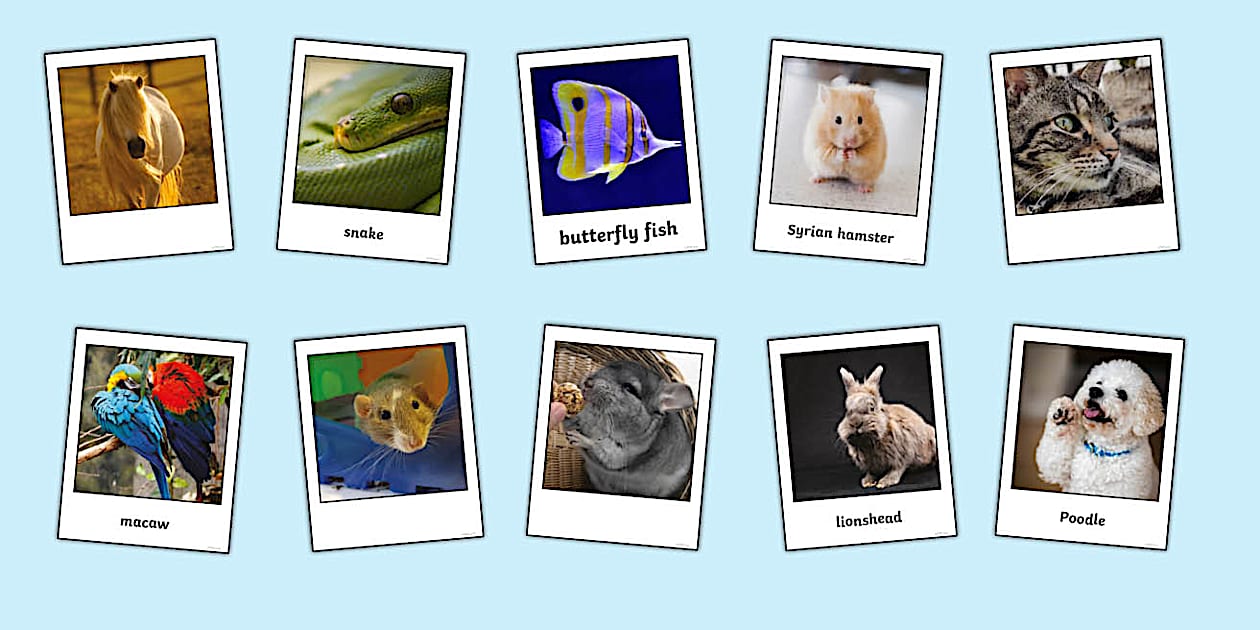 Pets Instant Photo Style Display Images Pack - Twinkl