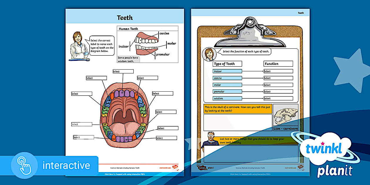 Interactive PDF: Home Learning: Science: Year 4: Teeth