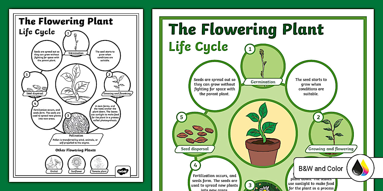 The Life Cycle of a Flowering Plant Poster for 3rd-5th Grade