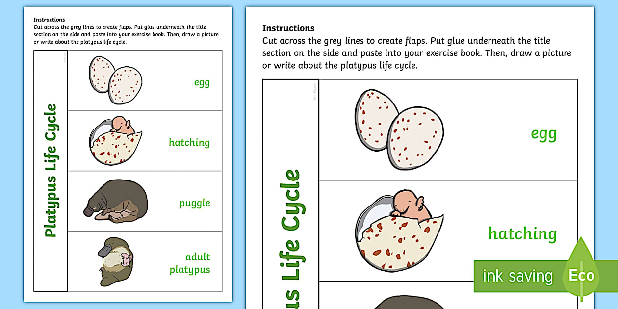 Platypus Life Cycle Flap-book (teacher made) - Twinkl