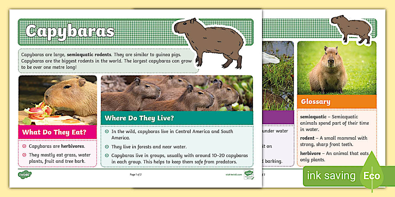 KS1 Capybaras Fact File | Animal Facts (creat de profesori)