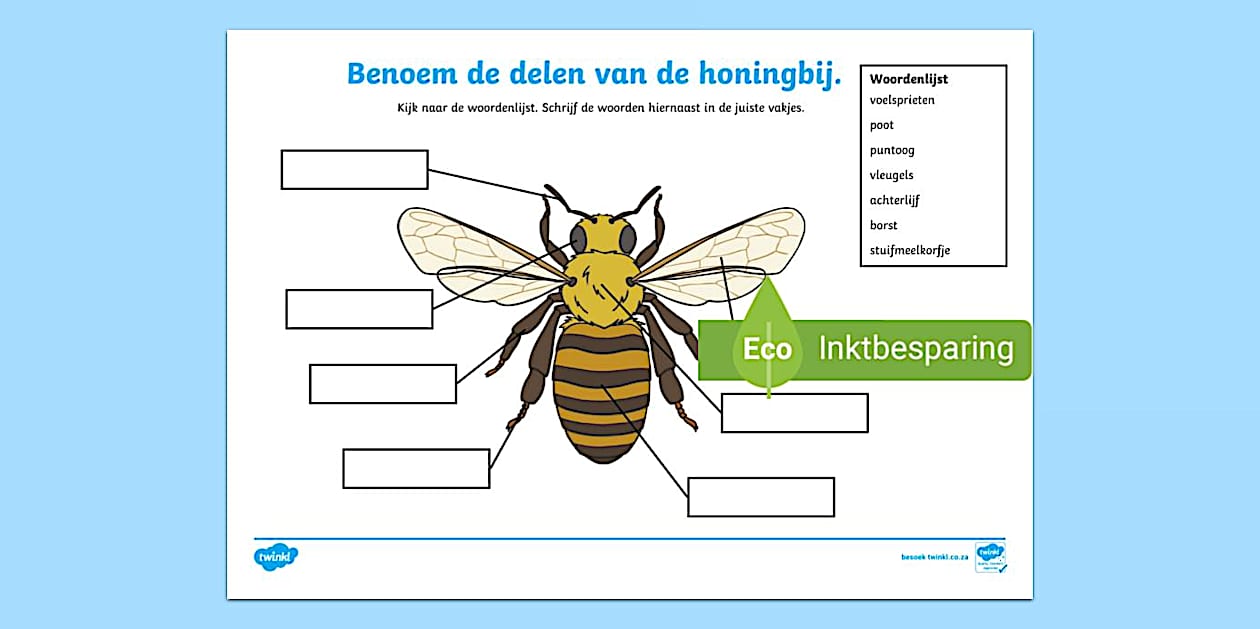 Benoem de Delen van de Honingbij (teacher made) - Twinkl