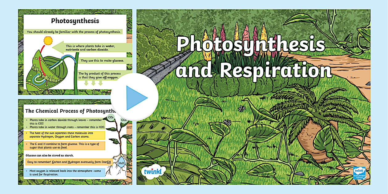 Photosynthesis and respiration (creat de profesori) - Twinkl