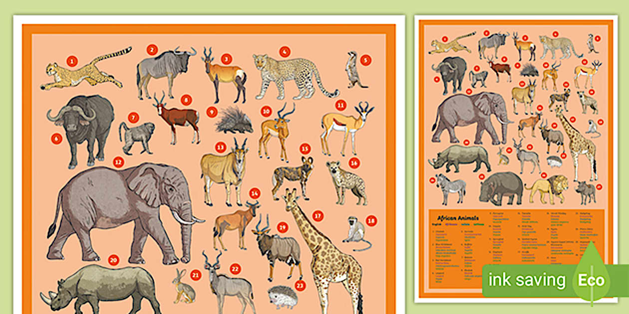 Grade R- Wild Animals - Poster: South African Animals