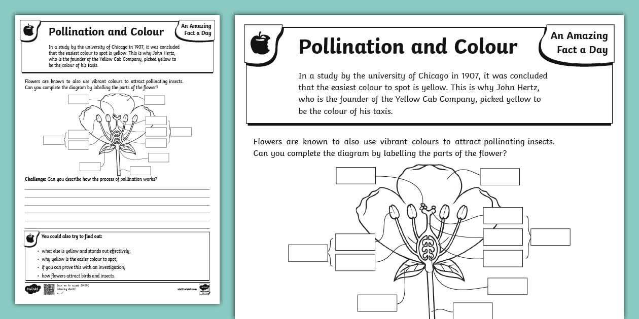 Pollination and Colour Worksheet / Worksheet (teacher made)