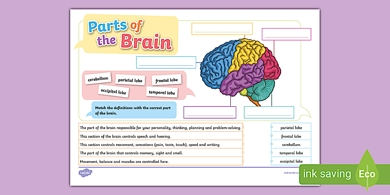 Parts of the Brain Labelling Activity - Twinkl - KS2