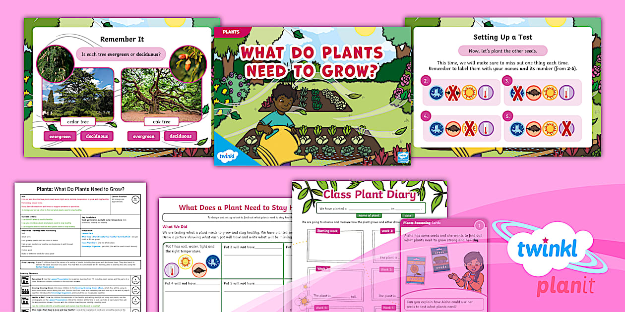 Light and Plant Growth | What Do Plants Need to Grow | KS1