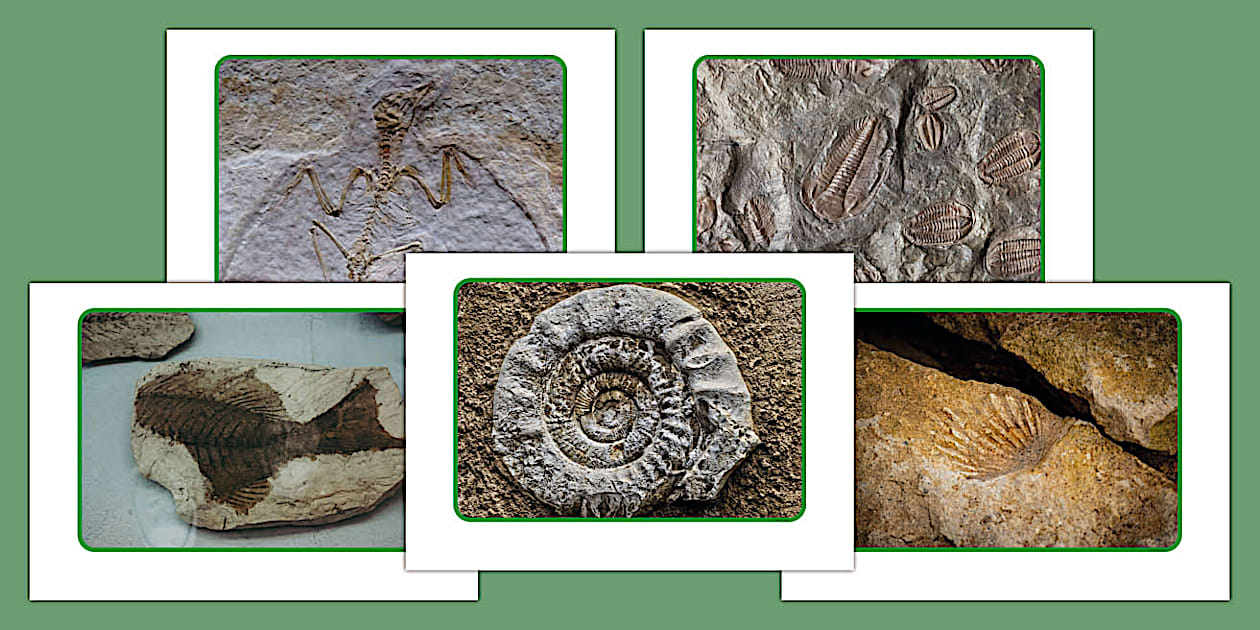Rock Fossils Display Photos (teacher made) - Twinkl