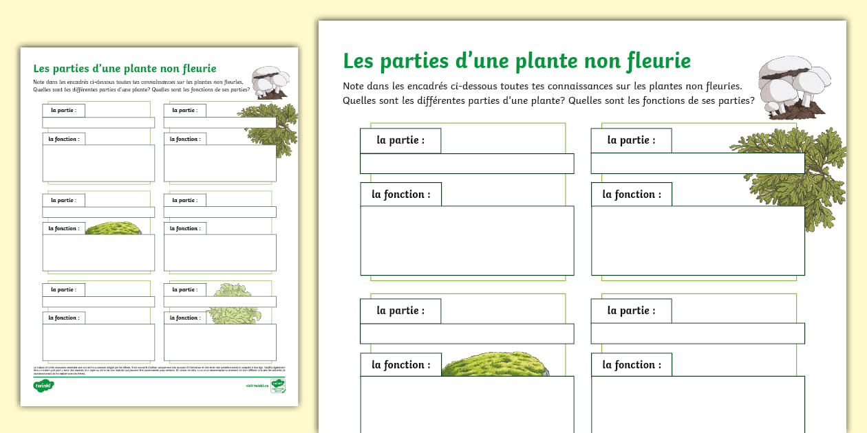 Fiche d'informations PDF interactive : Les parties d'une plante non fleurie