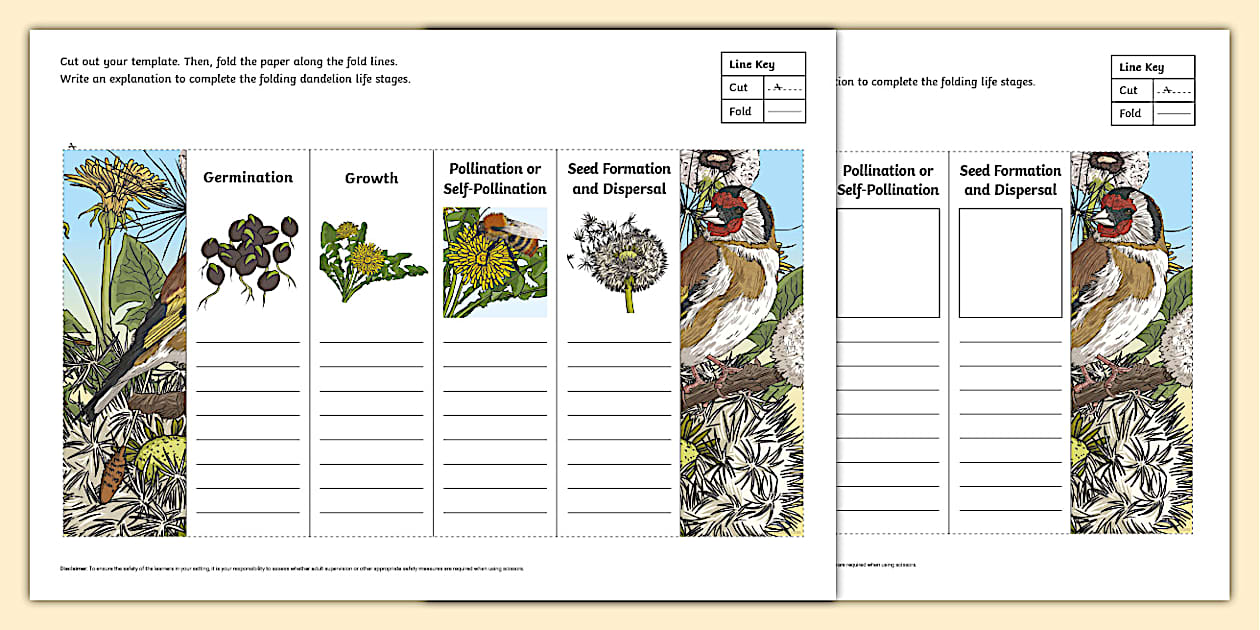 Dandelion Folding Life Stages Template - Twinkl