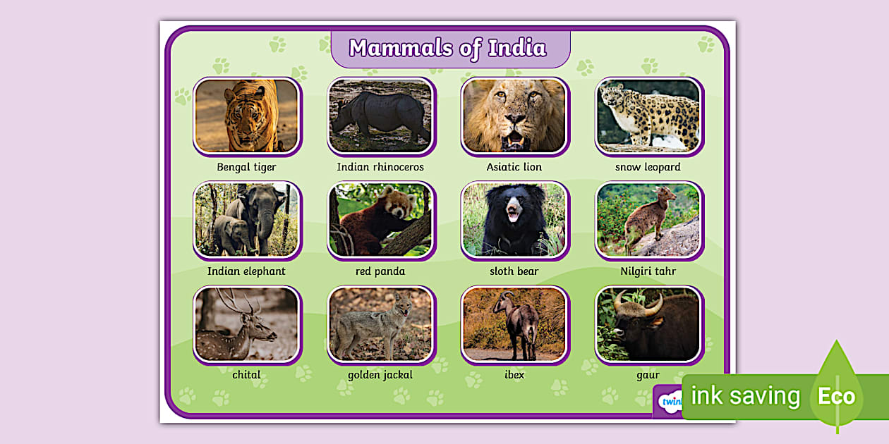 Mammals of India Word Mat