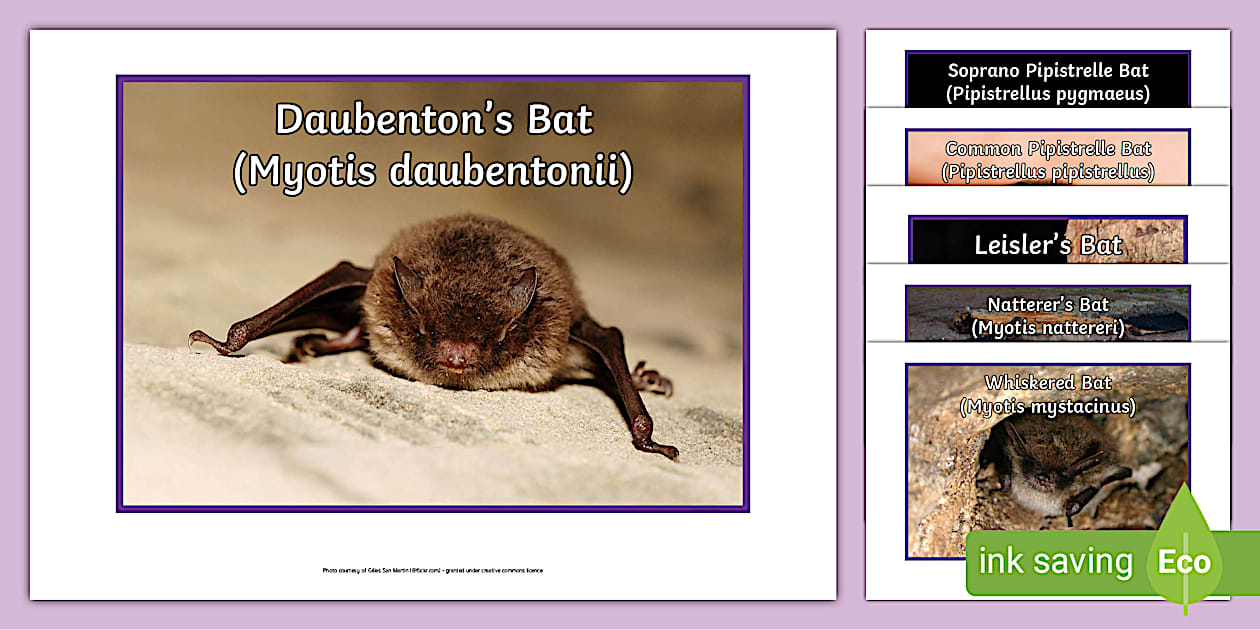 Irish Bats Display Photos