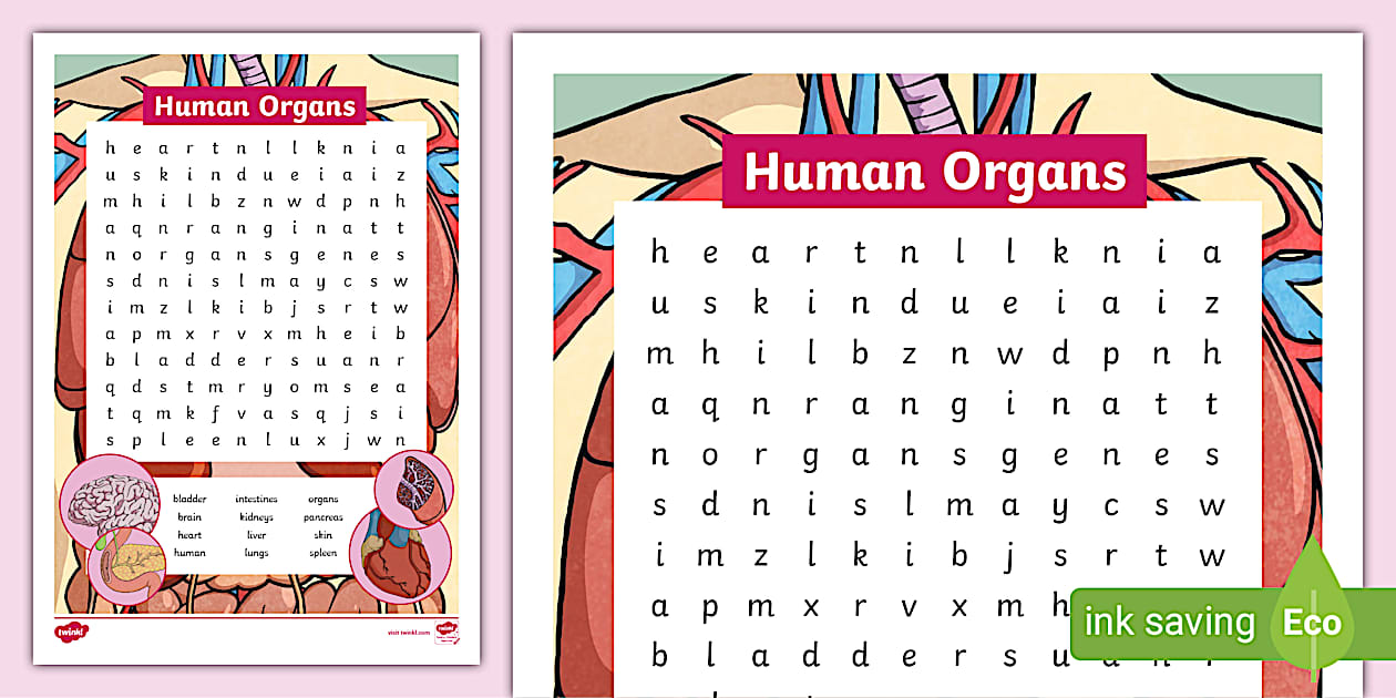 Human Organs Word Search (teacher made) - Twinkl