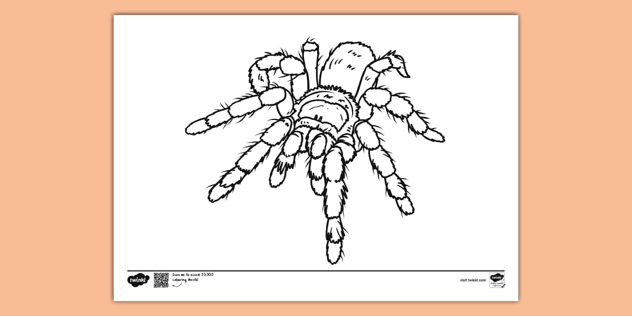 Tarantula Colouring Page | Primary Resources | Twinkl