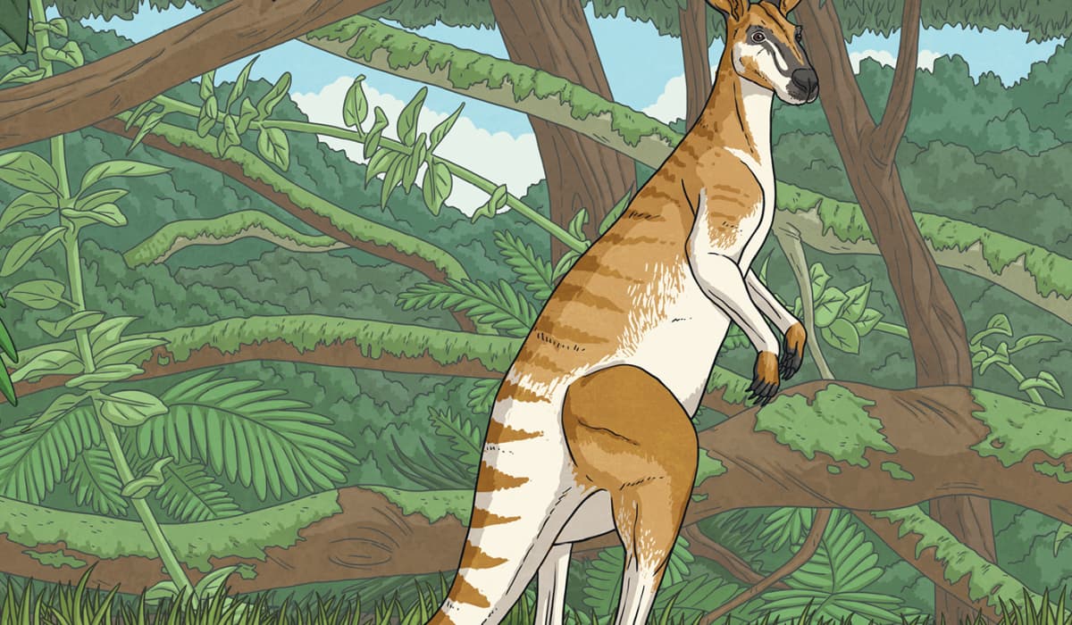 New Giant Kangaroo Fossils Unearthed - Twinkl NewsRoom