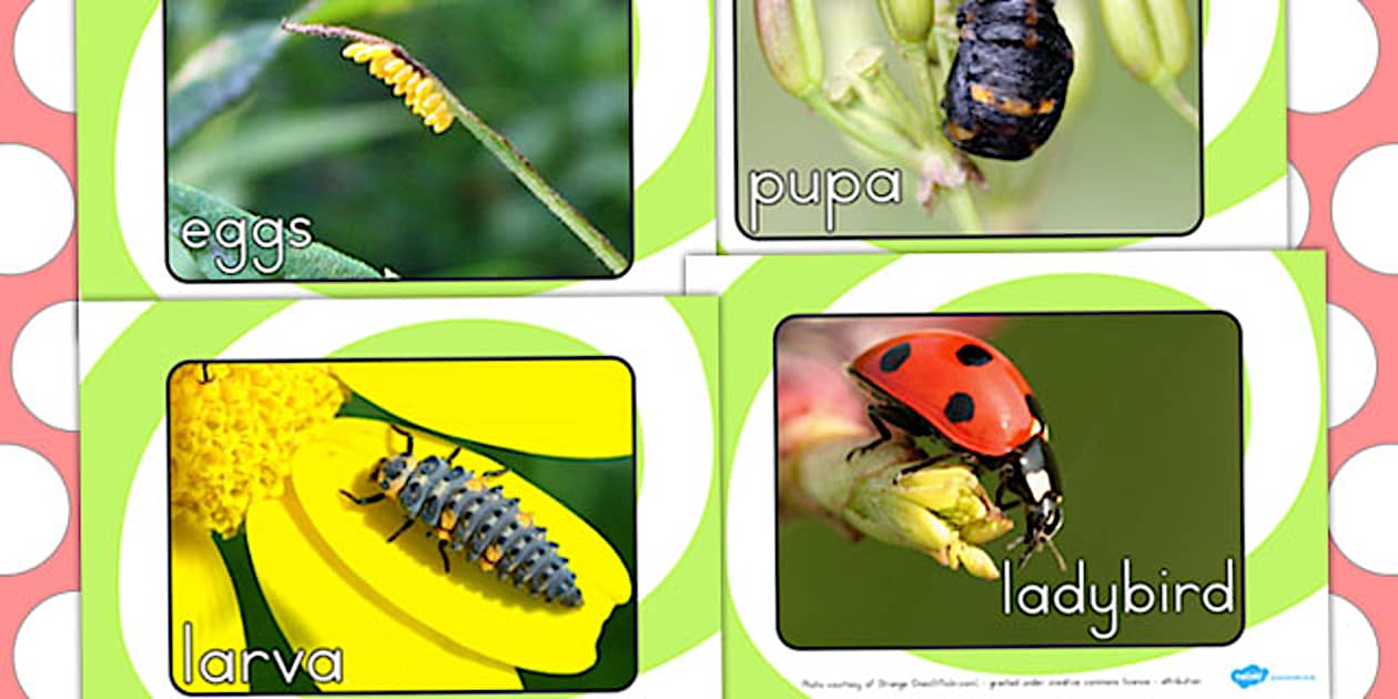 Ladybird Life Cycle Display Photo Pack (teacher made)