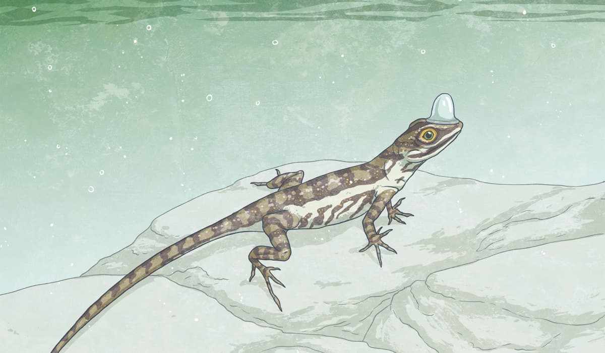 Anole Lizards Can Breathe Underwater - Twinkl NewsRoom