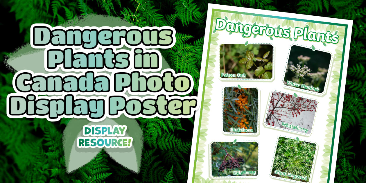 * NEW * Dangerous Plants in Canada Photo Display Poster