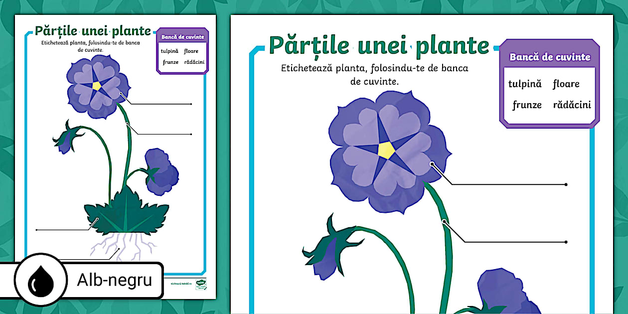 Plantele: Părțile unei plante – Fișă de lucru - Twinkl