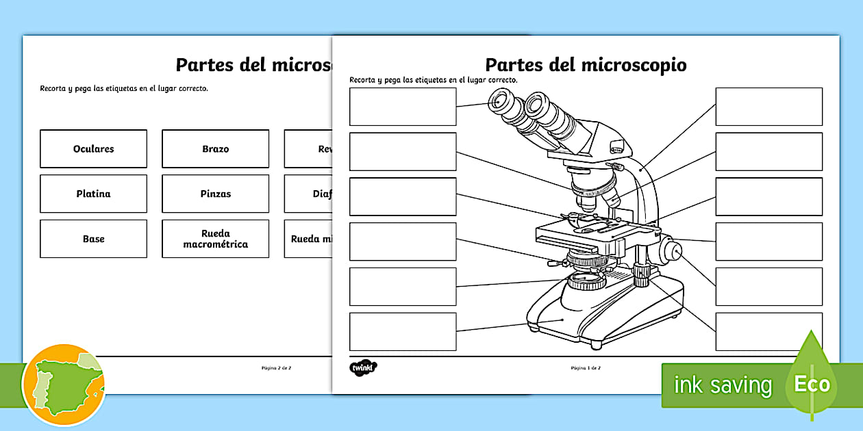 Ficha de actividad: Partes del microscopio (teacher made)