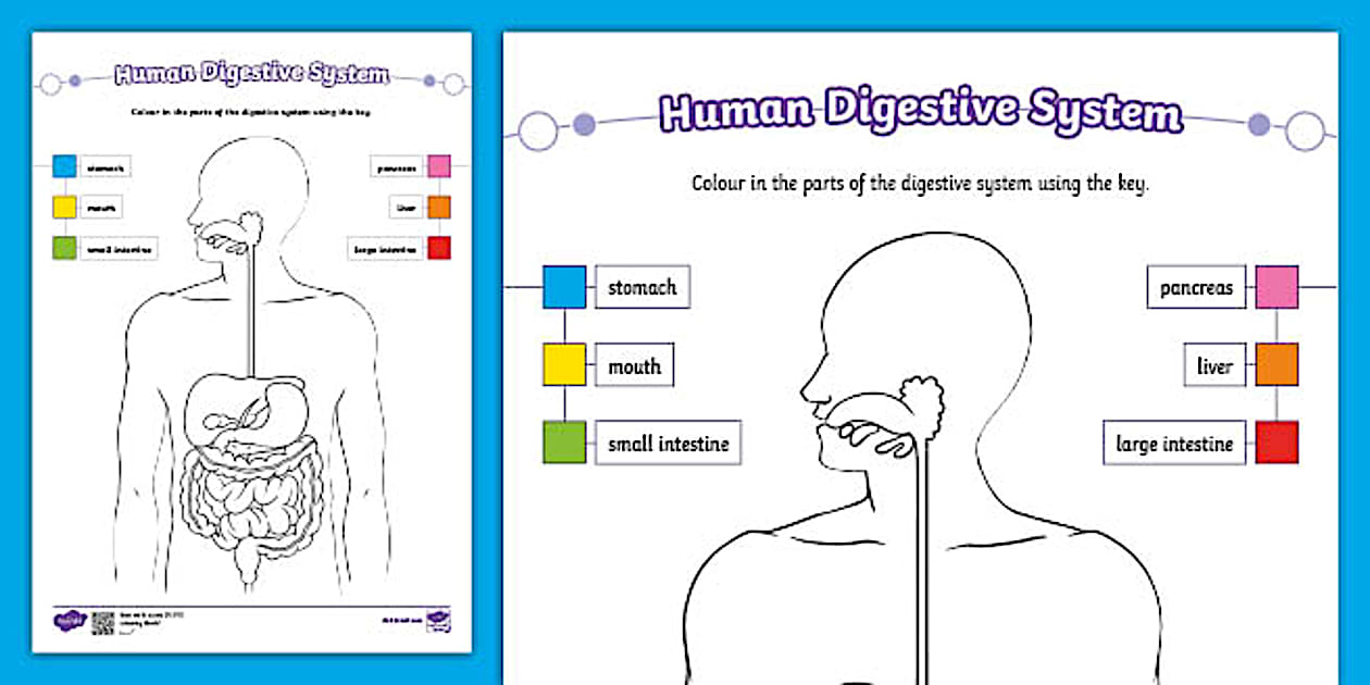 Human Digestive System Colouring Worksheet - Twinkl
