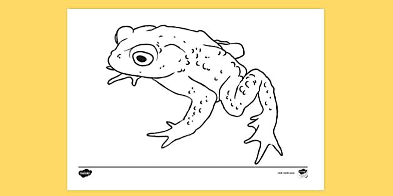 Golden Toad Colouring | Colouring Sheet - Twinkl