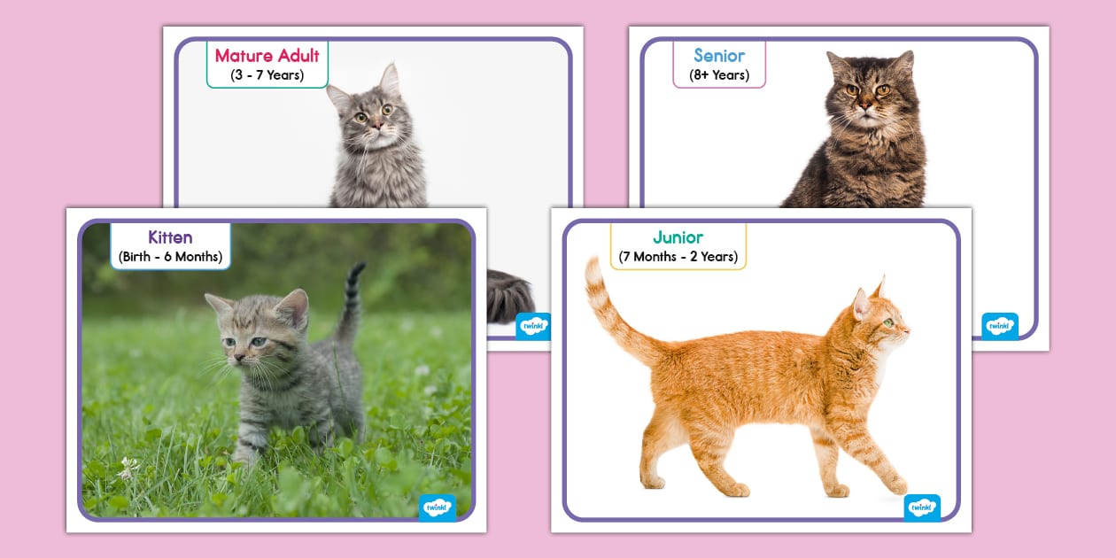 Life Cycle of a Cat Photos - Twinkl
