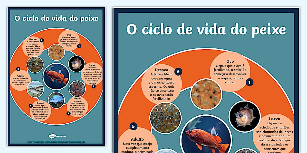 Ciclo de vida de um peixe - Pôster (teacher made) - Twinkl