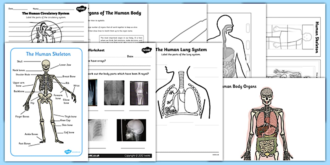 Top 10 Human Body Activity Pack (teacher made) - Twinkl