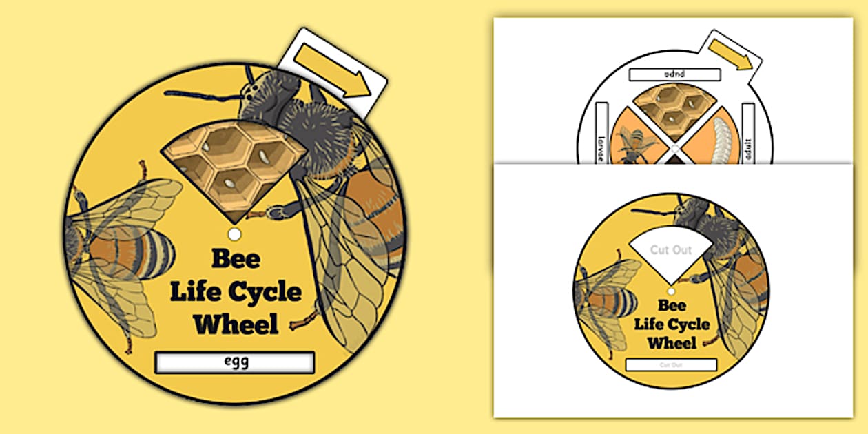 Bee Life Cycle Visual Aid | Spin Wheel | Twinkl Biology