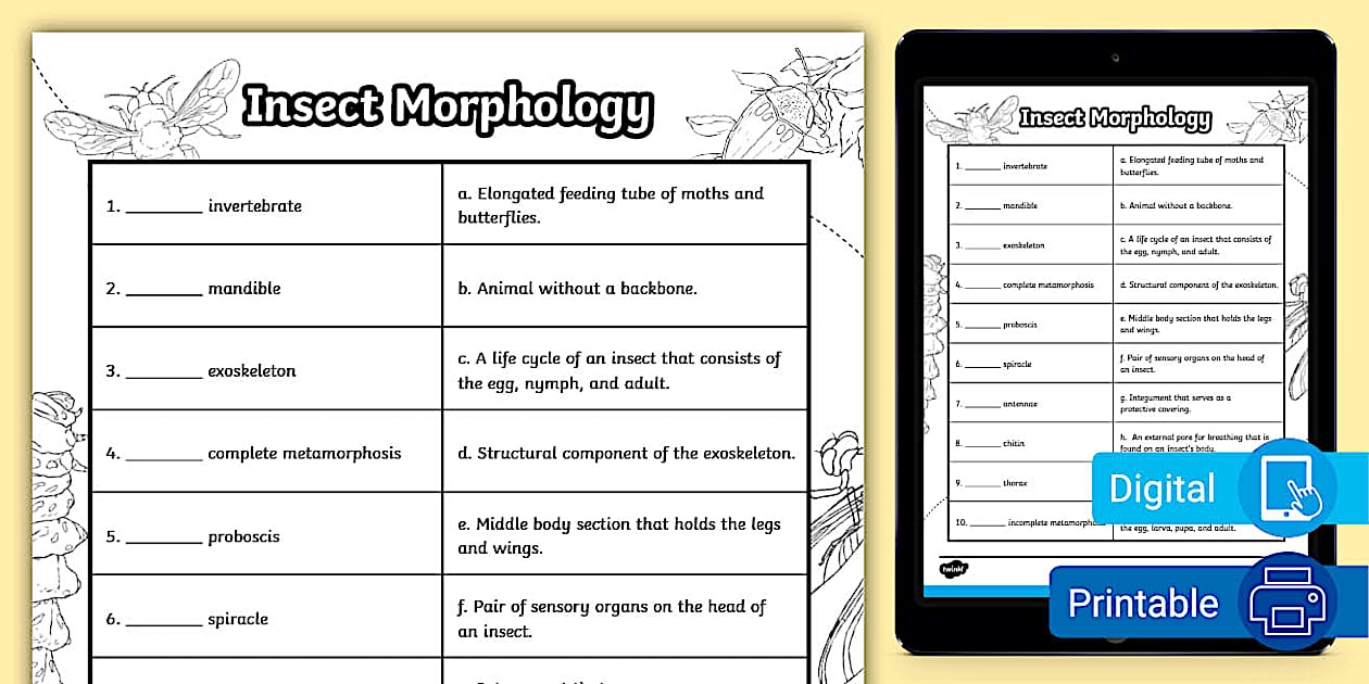 Insect Morphology Matching Worksheet for 6th-8th Grade