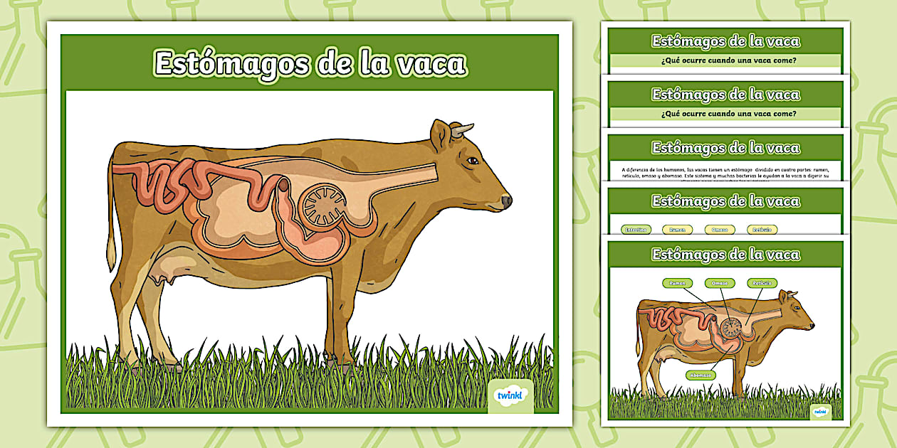 Afiches: 4 estómagos de la vaca - Twinkl Colombia - Twinkl