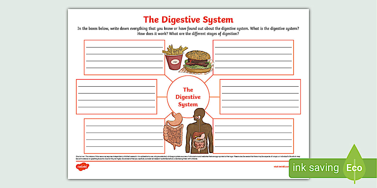 The Digestive System Mind Map (teacher made) - Twinkl