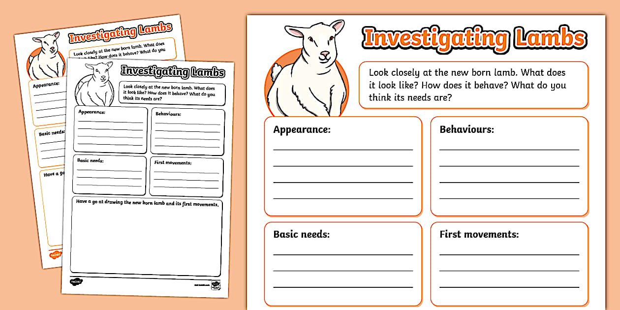 Lamb Observation Worksheet (teacher made) - Twinkl