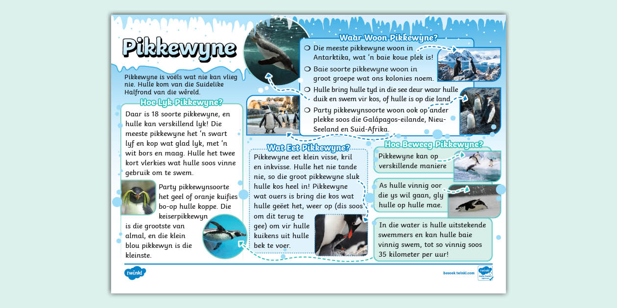 Pikkewyne Feite-lêer (teacher made) - Twinkl