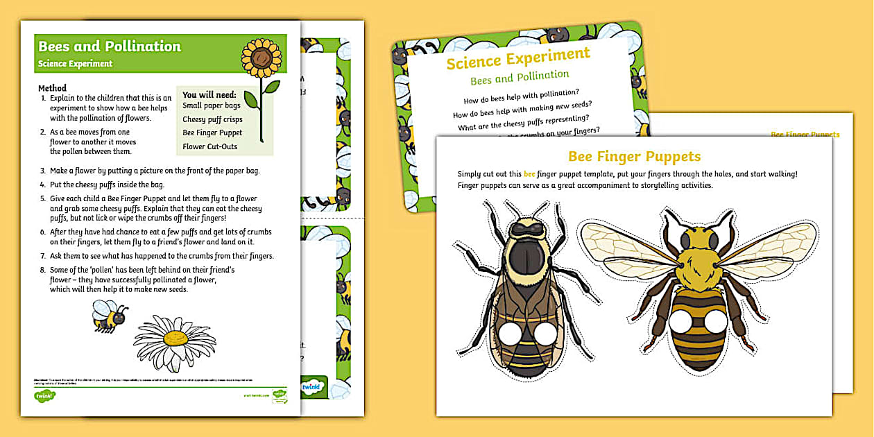 Bee Science Activities Kindergarten | Bee Activities Kindergarten