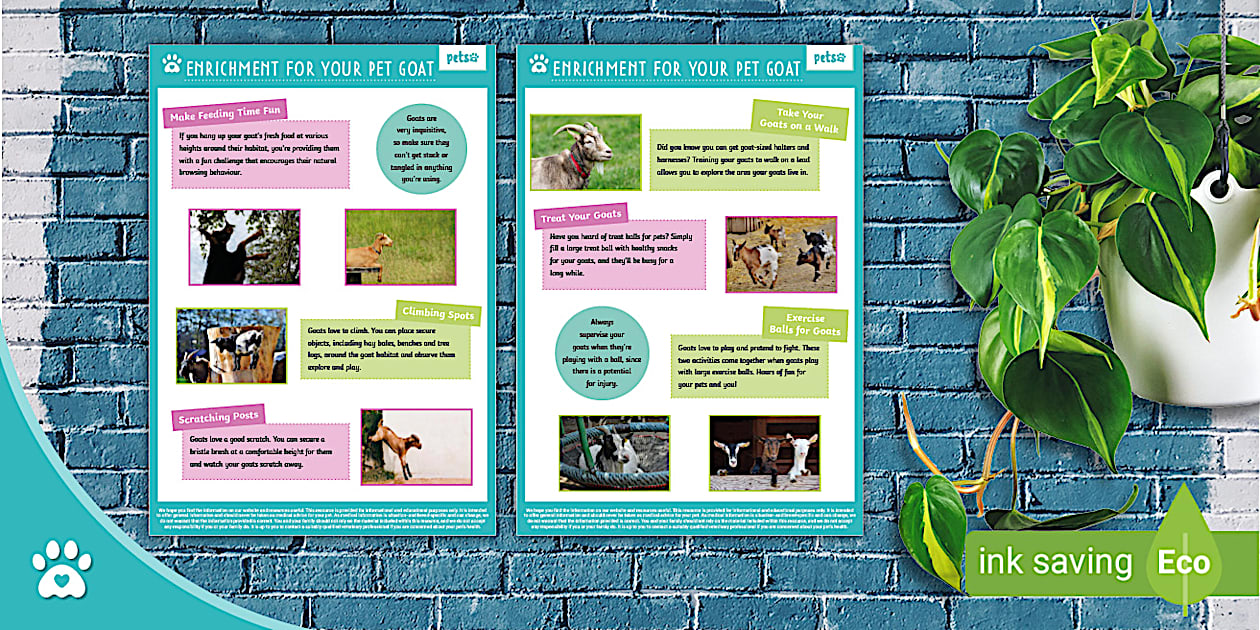 Goat Enrichment - Fact Sheet - Goat Activities - Twinkl Pets