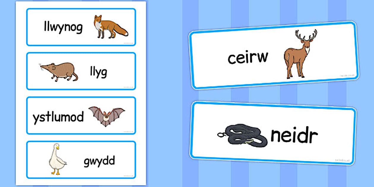 Cardiau Fflach Anifeiliaid yn Gymraeg - Gan Athrawon