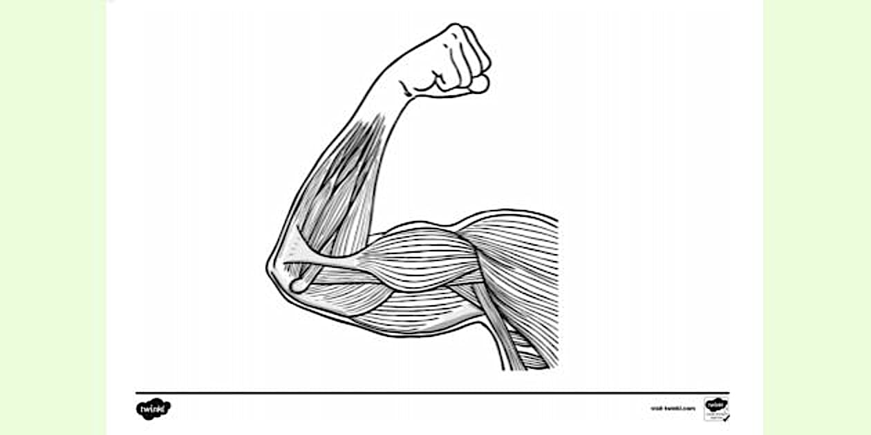 Arm And Shoulder Muscles Colouring Sheet (teacher made)