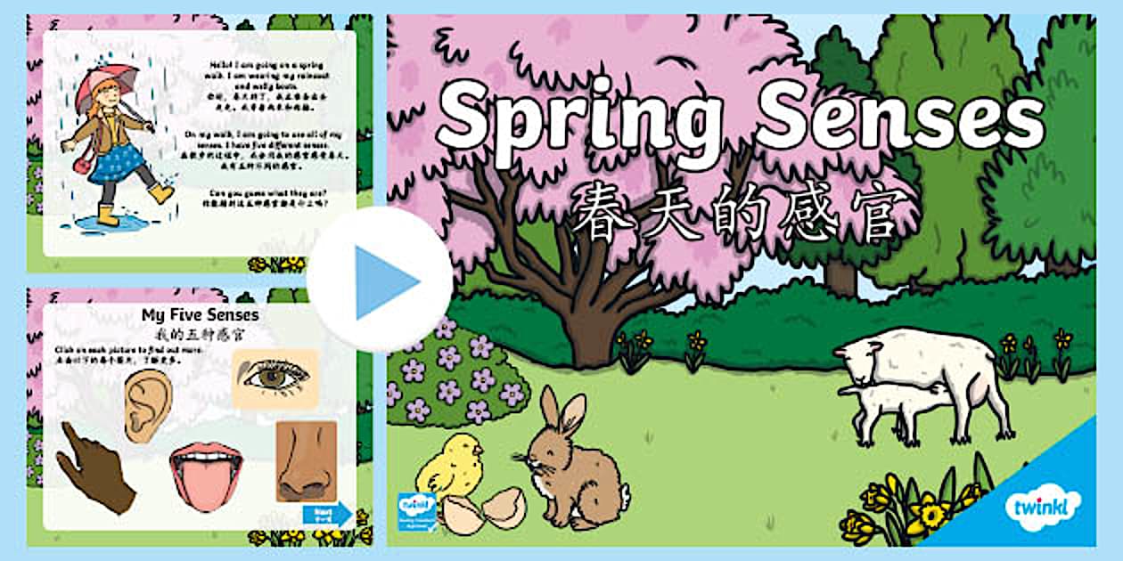 EYFS Spring Senses PowerPoint - English/Mandarin Chinese