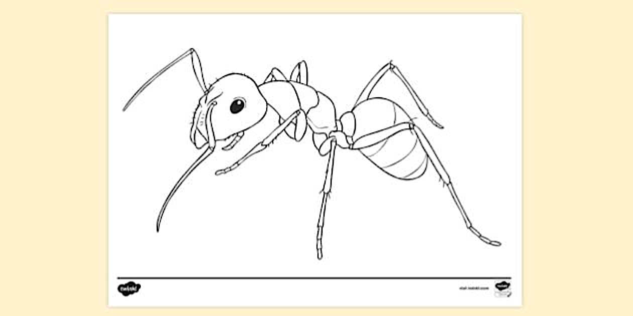 Black Ant Colouring | Colouring Sheets - Twinkl