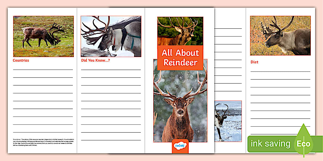 All About Reindeer Leaflet Template (teacher made) - Twinkl