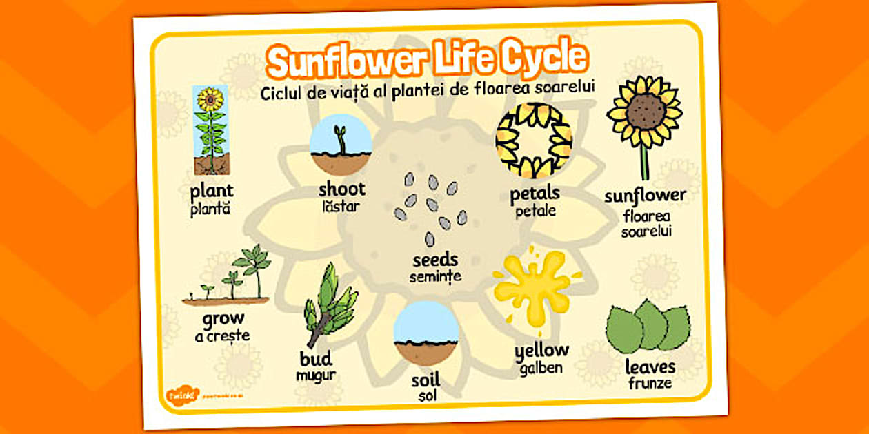 Sunflower Life Cycle Word Mat Romanian Translation - visual aid