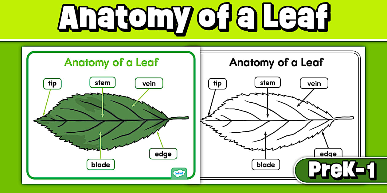 Anatomy of a Leaf Poster
