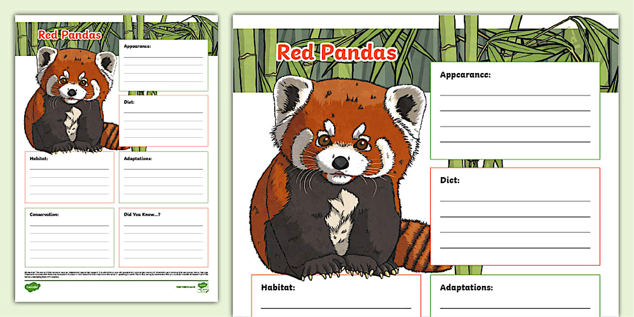 KS2 Red Panda Fact File Template (creat de profesori)