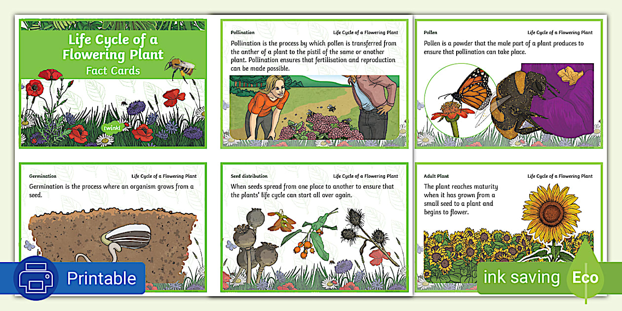 The Life Cycle of a Flowering Plant Fact Cards - Twinkl
