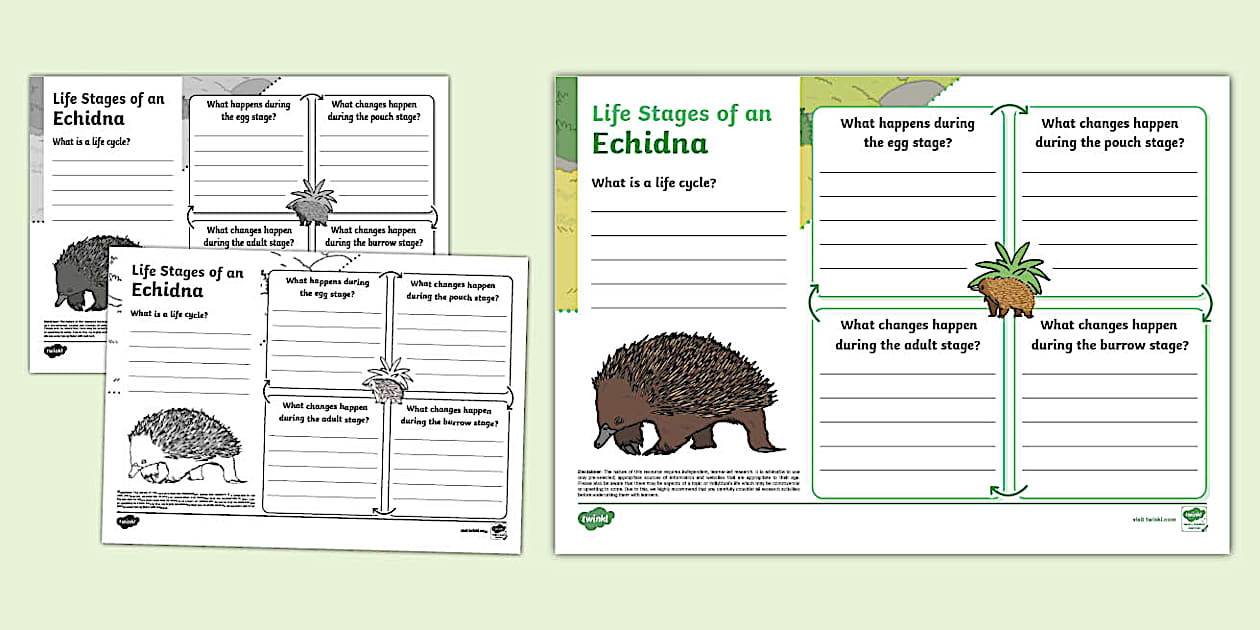 Echidna Life Cycle Fact File Template - Twinkl
