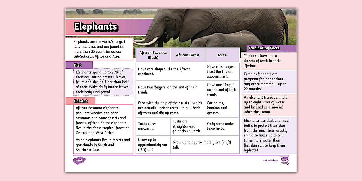 Elephants Fact File - KS2 - Twinkl - Animals - Twinkl